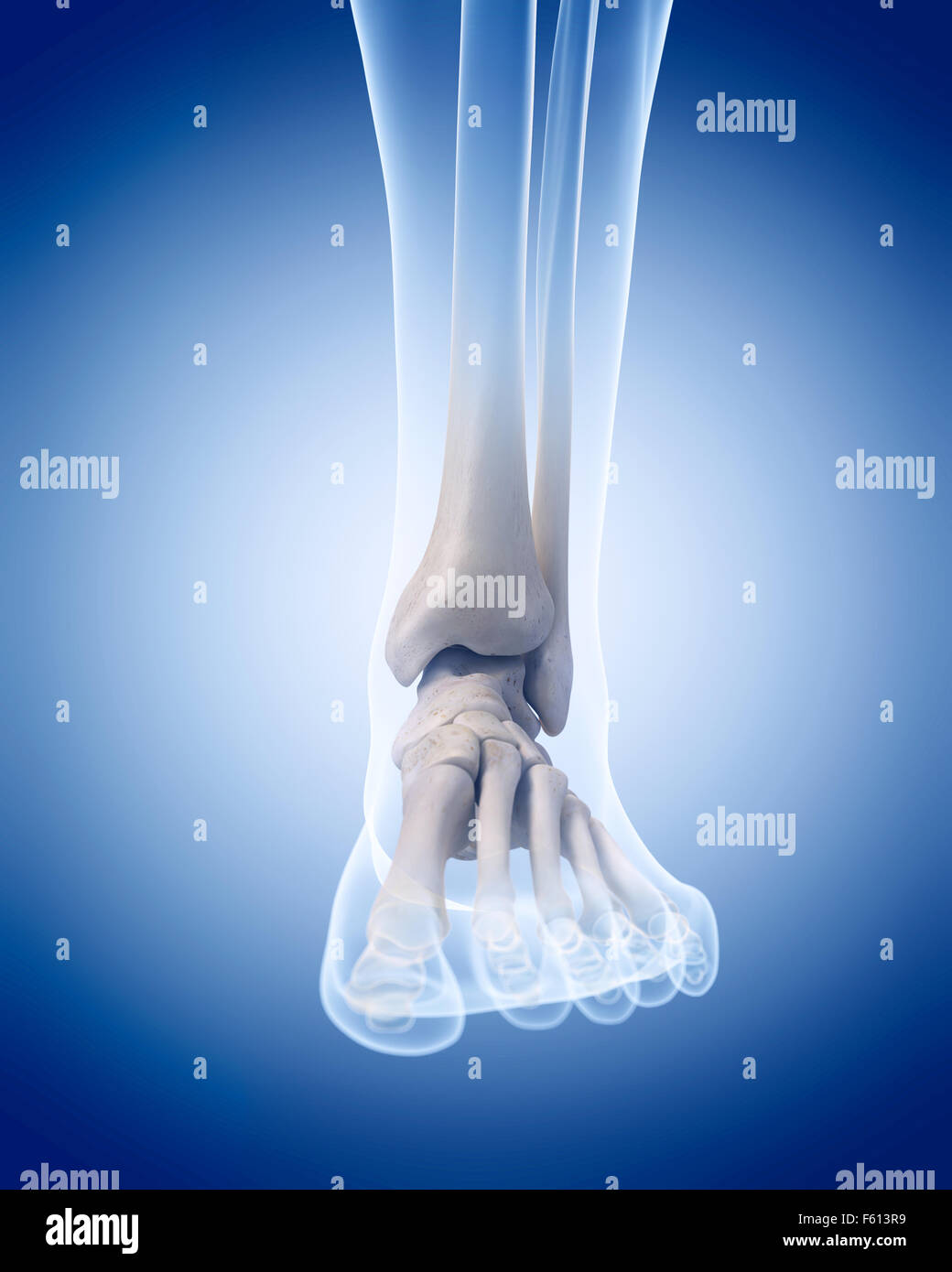 medically accurate illustration of the human skeleton - the ankle Stock ...