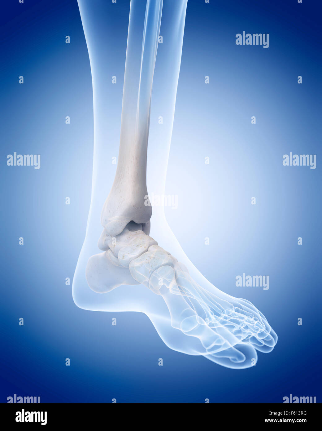 medically accurate illustration of the human skeleton - the ankle Stock ...