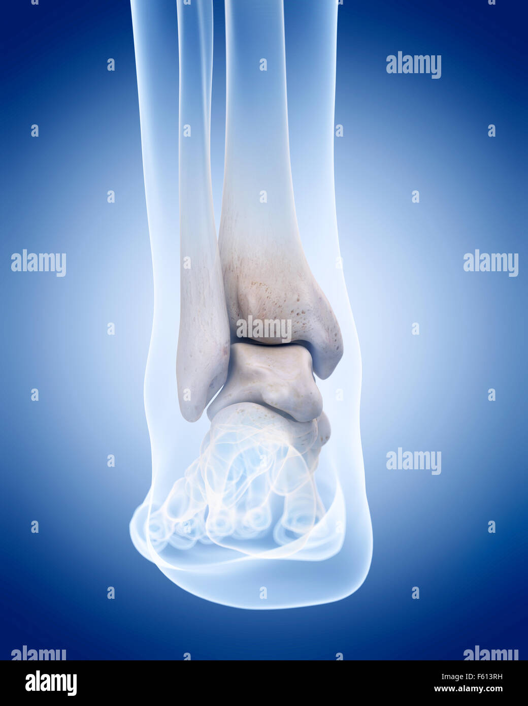 medically accurate illustration of the human skeleton - the ankle Stock ...