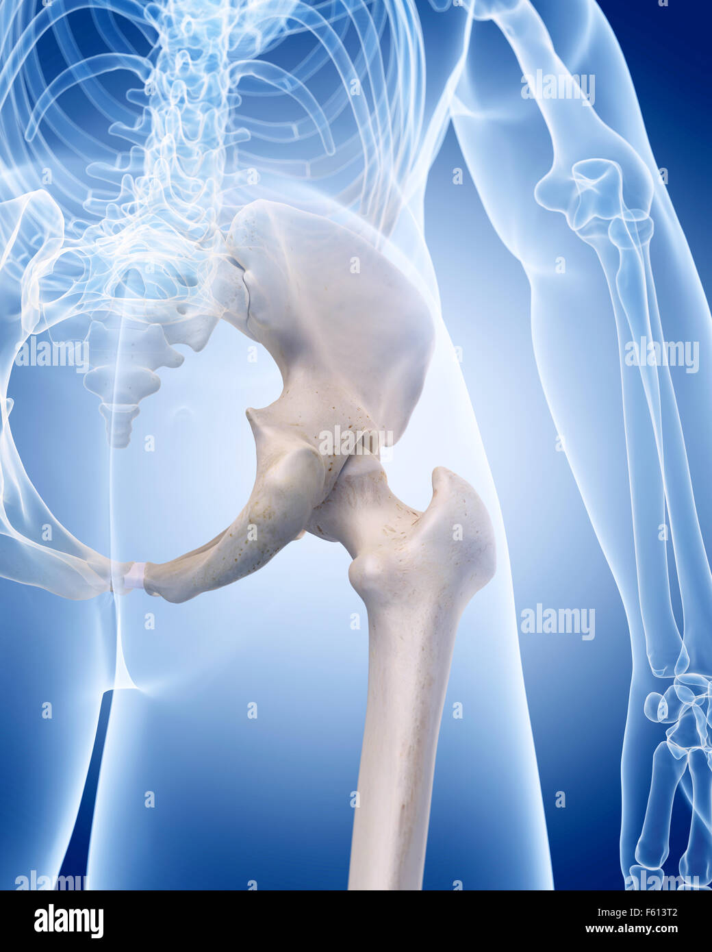 medically accurate illustration of the human skeleton - the femoral ...