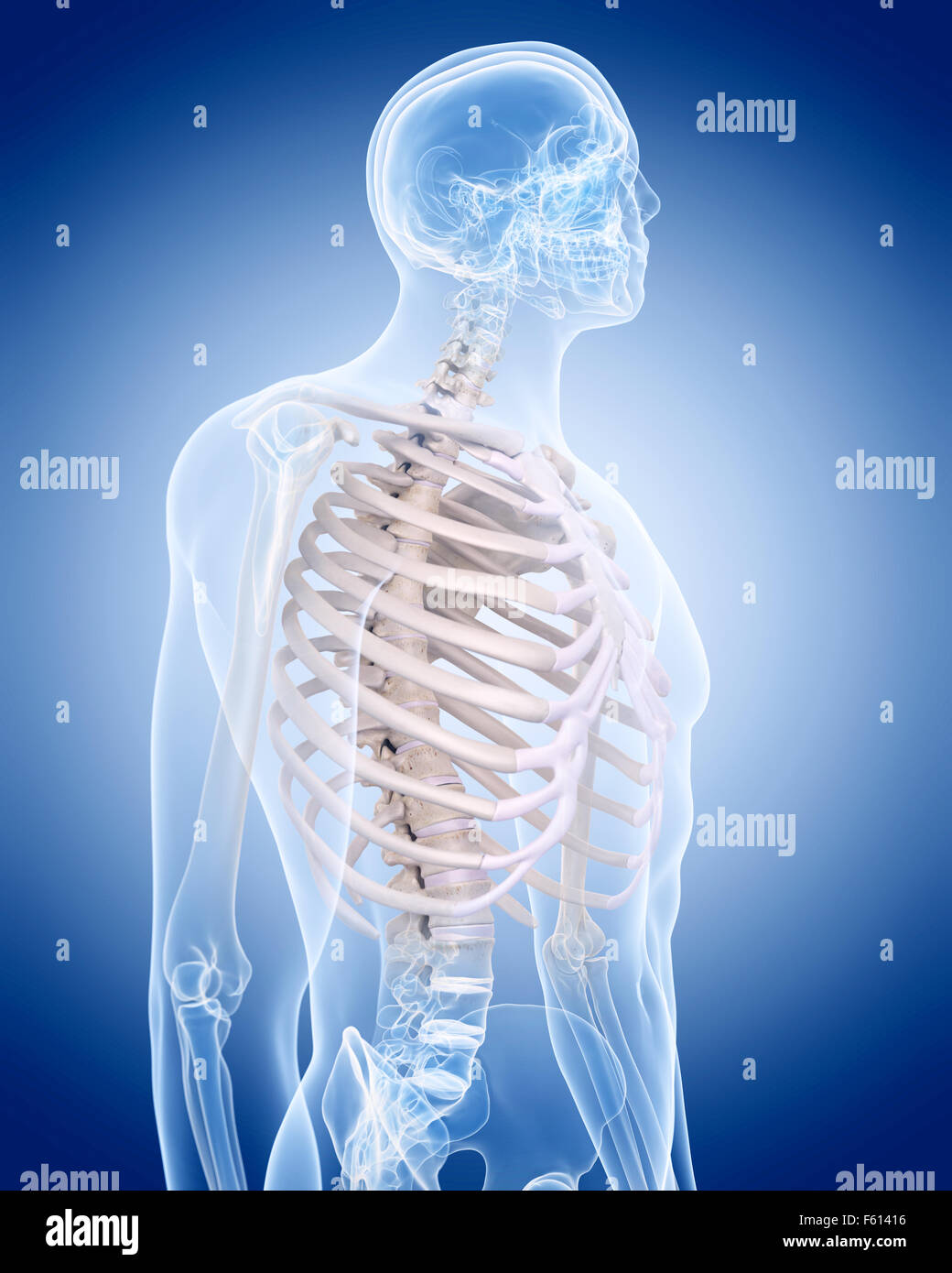 medically accurate illustration of the human skeleton - the thorax ...