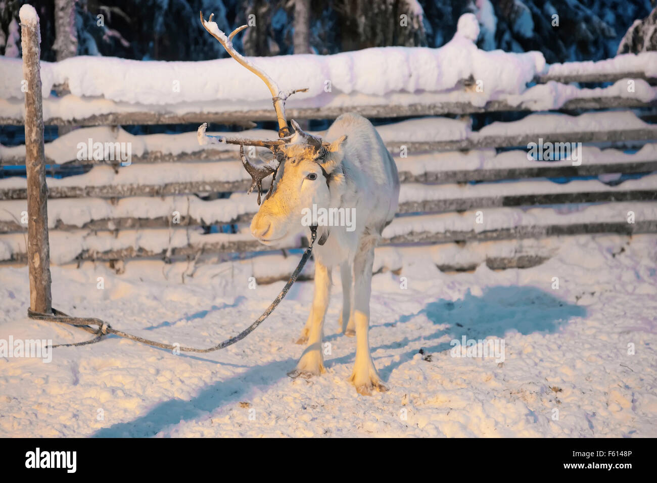 One horn Reindeer in Ruka in Lapland, in Finland Stock Photo - Alamy