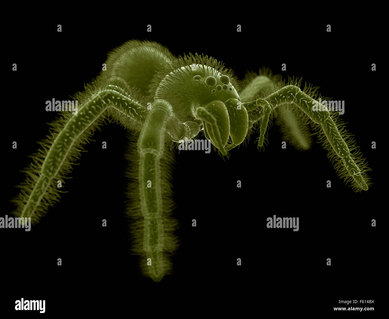 Insect scanning electron microscope hi-res stock photography and images ...
