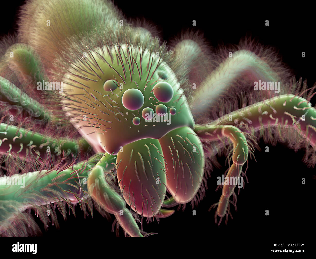 SEM style illustration of a spider Stock Photo - Alamy