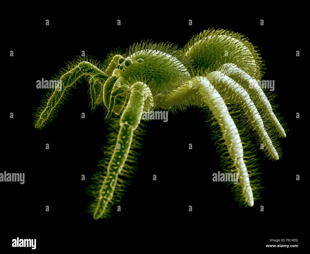 SEM style illustration of a spider Stock Photo - Alamy
