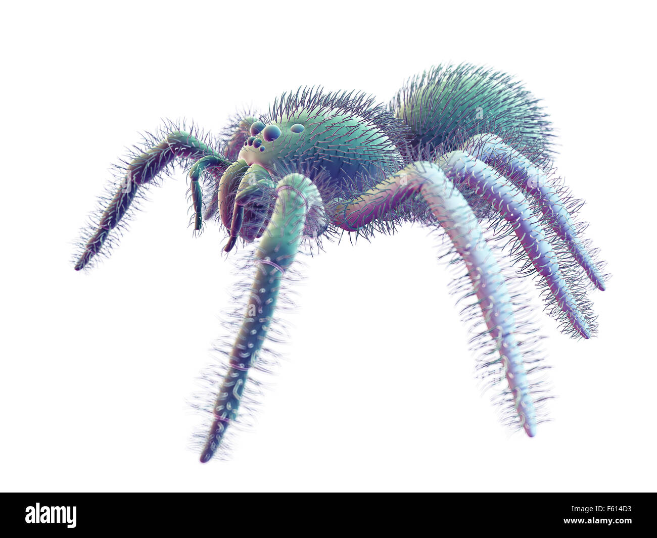 SEM style illustration of a spider Stock Photo - Alamy