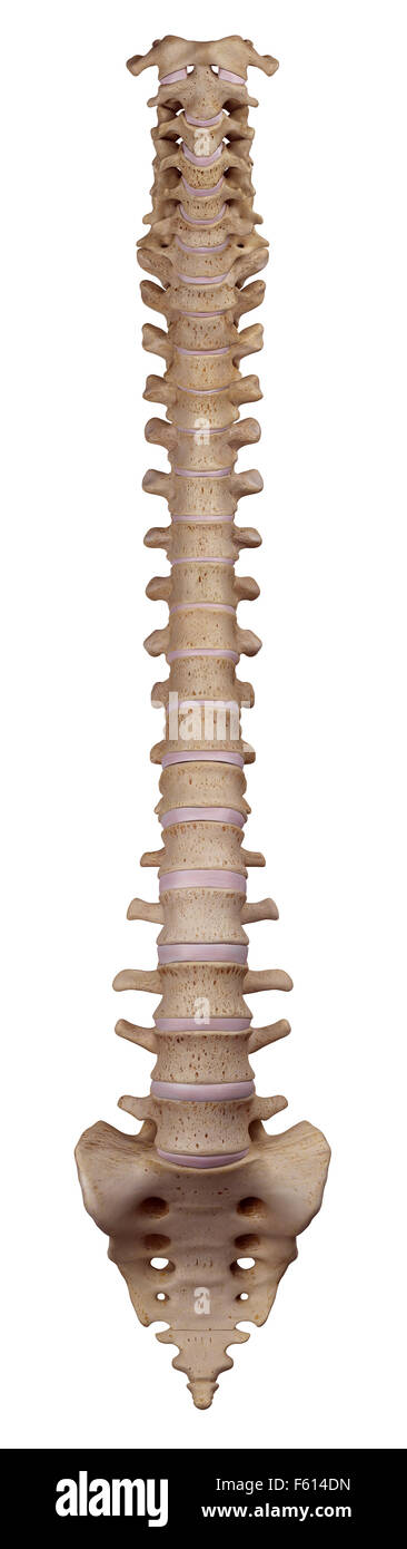 Human spine anatomy hi-res stock photography and images - Alamy
