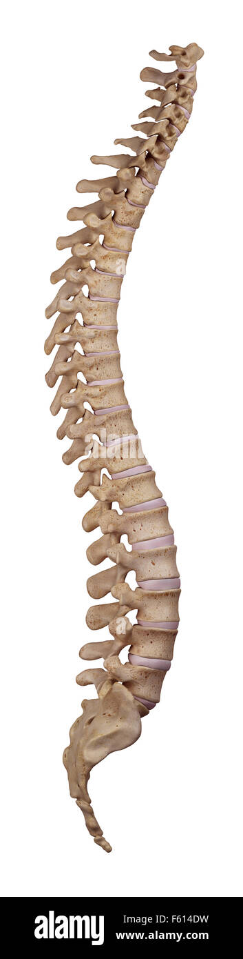 medically accurate illustration of the human spine Stock Photo - Alamy