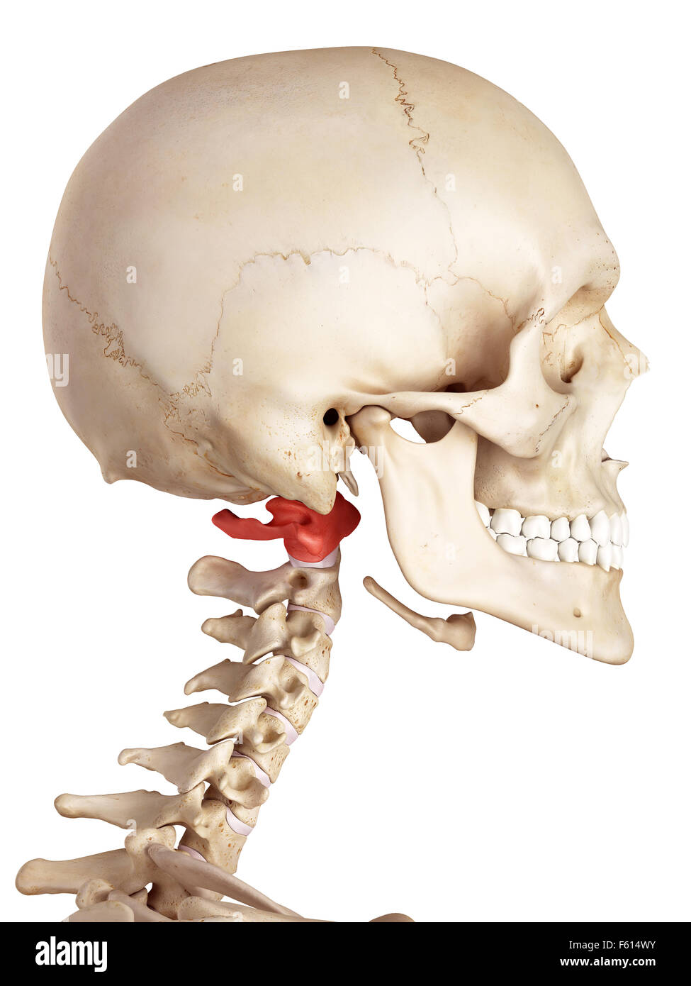 medical accurate illustration of the atlas bone Stock Photo - Alamy