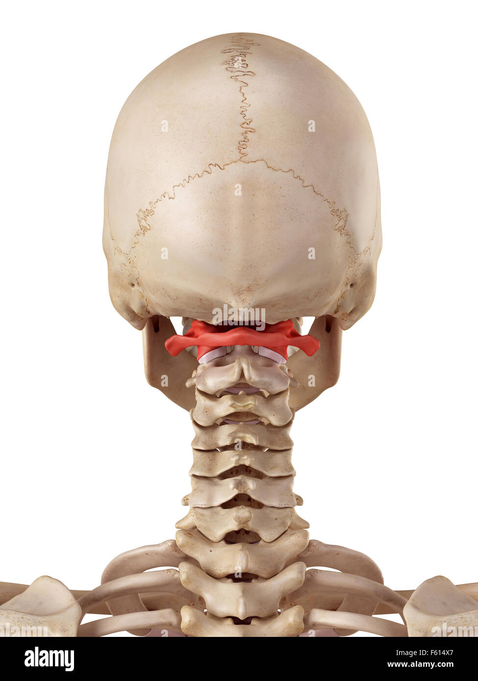medical accurate illustration of the atlas bone Stock Photo - Alamy