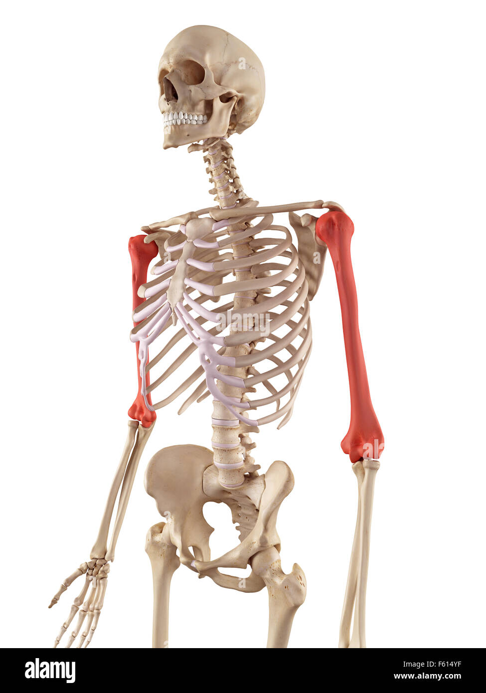 Human Humerus