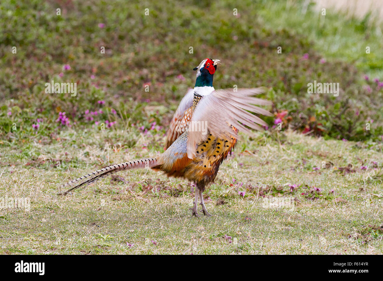 Cock Pheasant displaying Stock Photo - Alamy