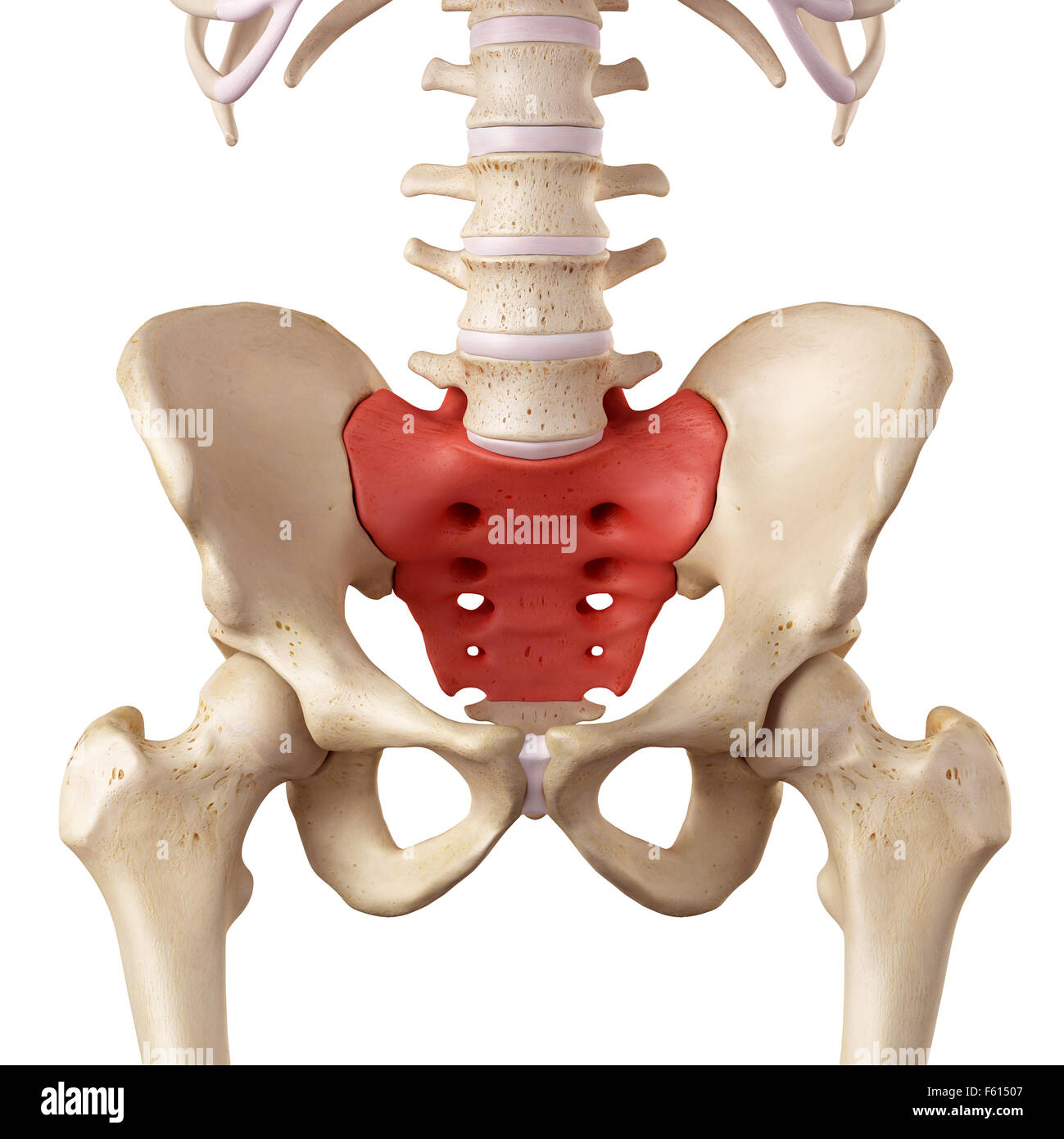 Medical anatomy pelvis hi-res stock photography and images - Alamy