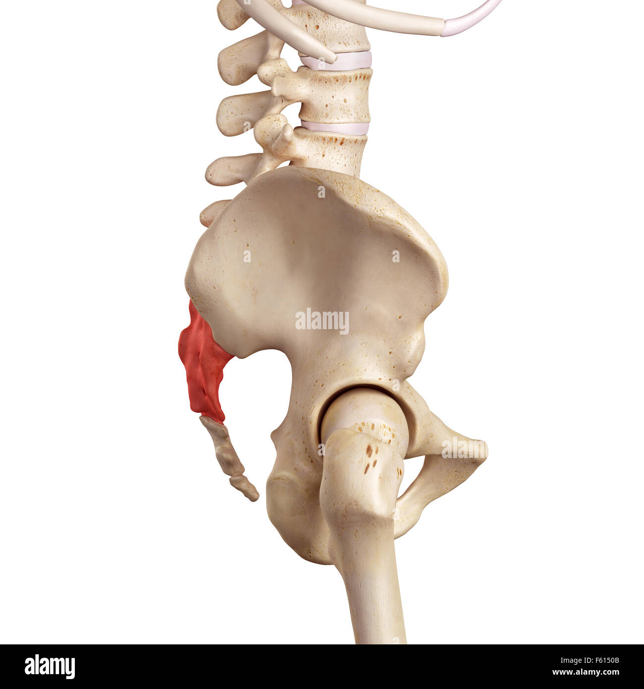 Medical anatomy pelvis hi-res stock photography and images - Alamy