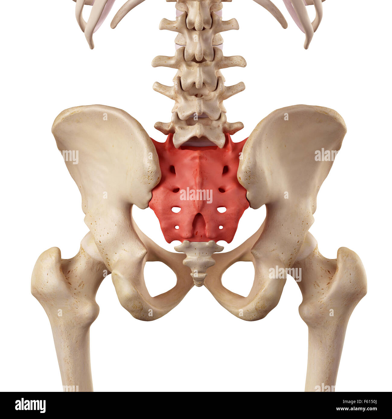 medical accurate illustration of the sacrum Stock Photo - Alamy