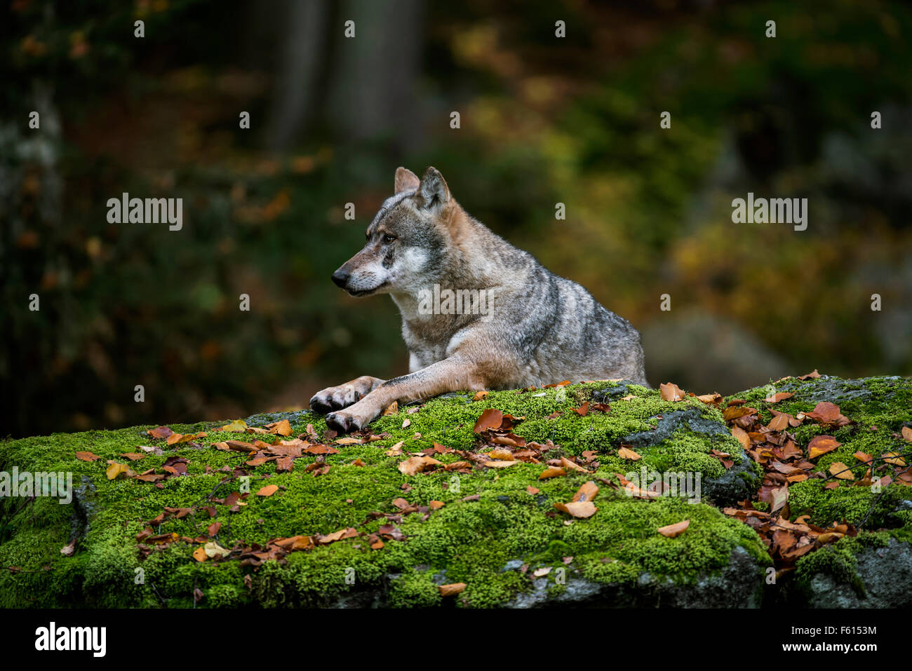 European grey wolf (Canis lupus) resting on rock in forest Stock Photo ...