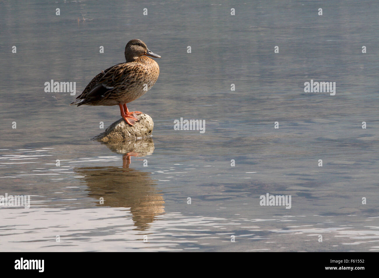 Female Duck standing on a pebble Stock Photo - Alamy