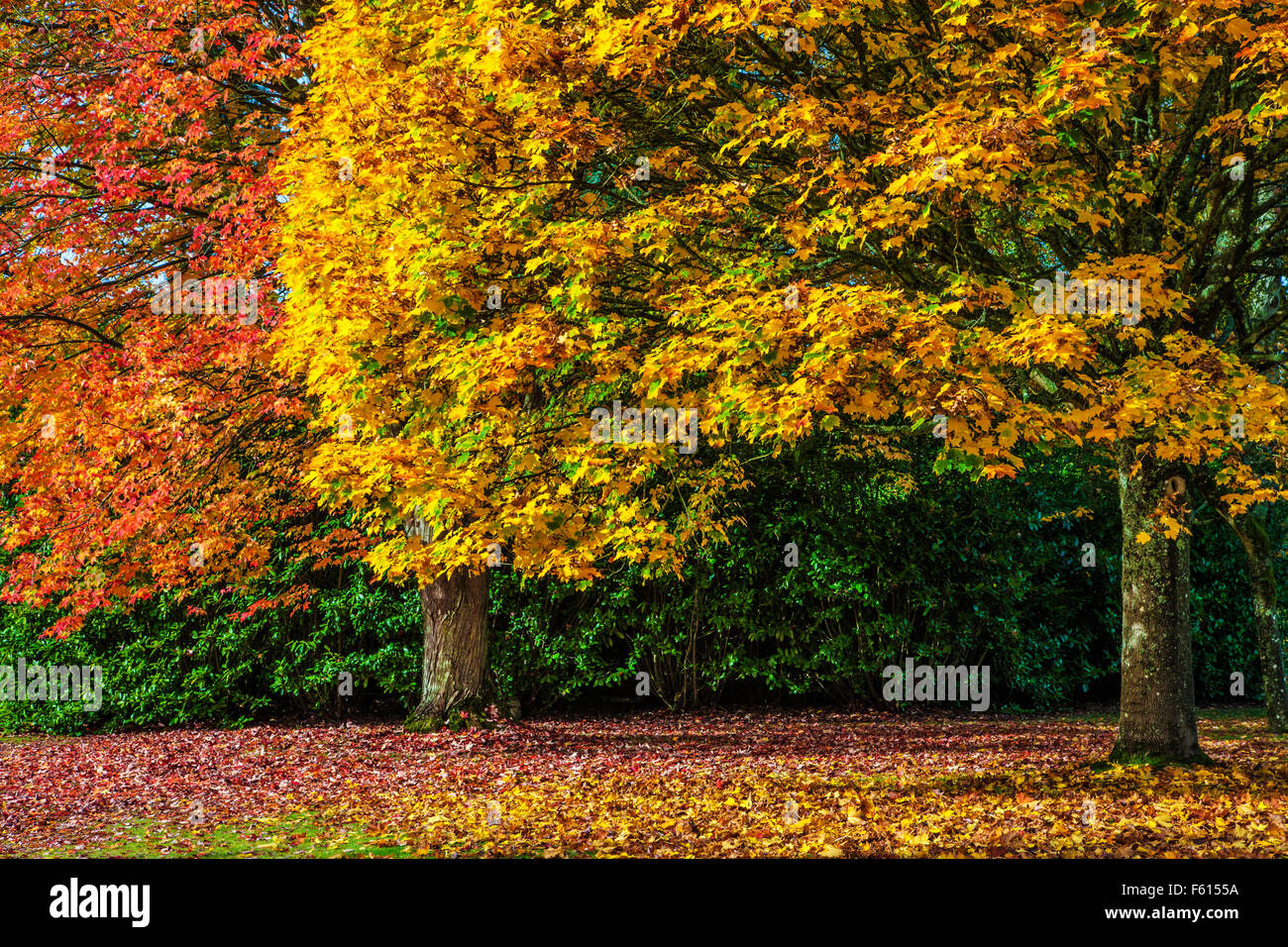 Red Maple, Acer rubrum 'October Glory', and Fastigiate Norway Maple ...