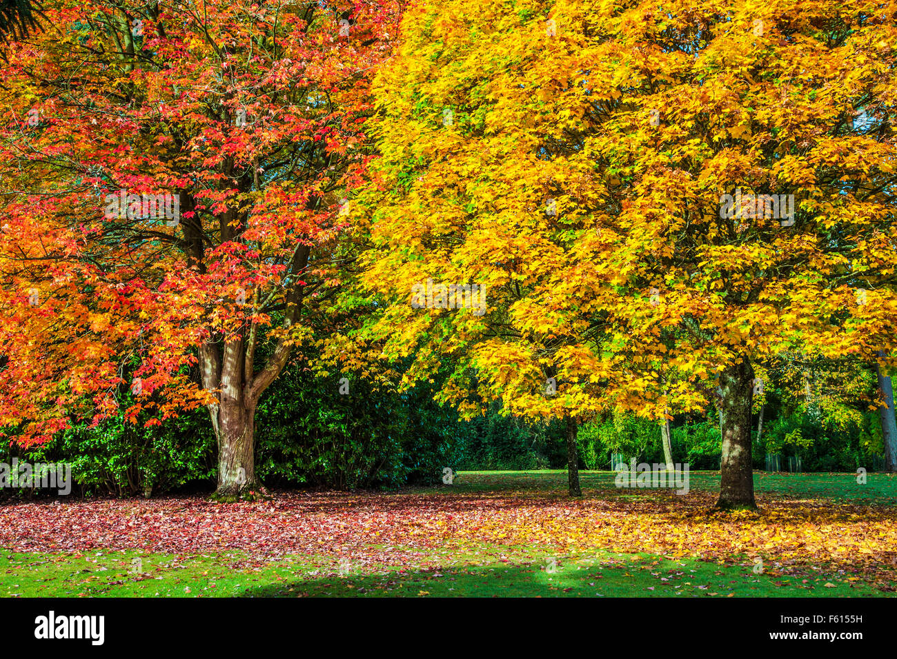 Red Maple, Acer rubrum 'October Glory', and Fastigiate Norway Maple ...
