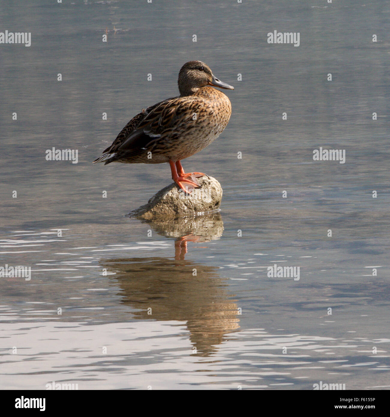 Female Duck standing on a pebble Stock Photo - Alamy