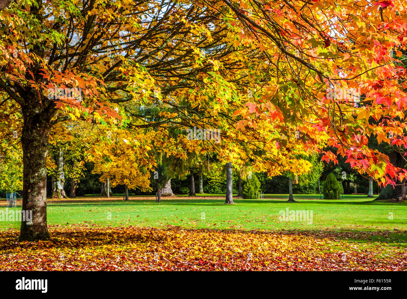 Red Maple, Acer rubrum 'October Glory', and Fastigiate Norway Maple ...