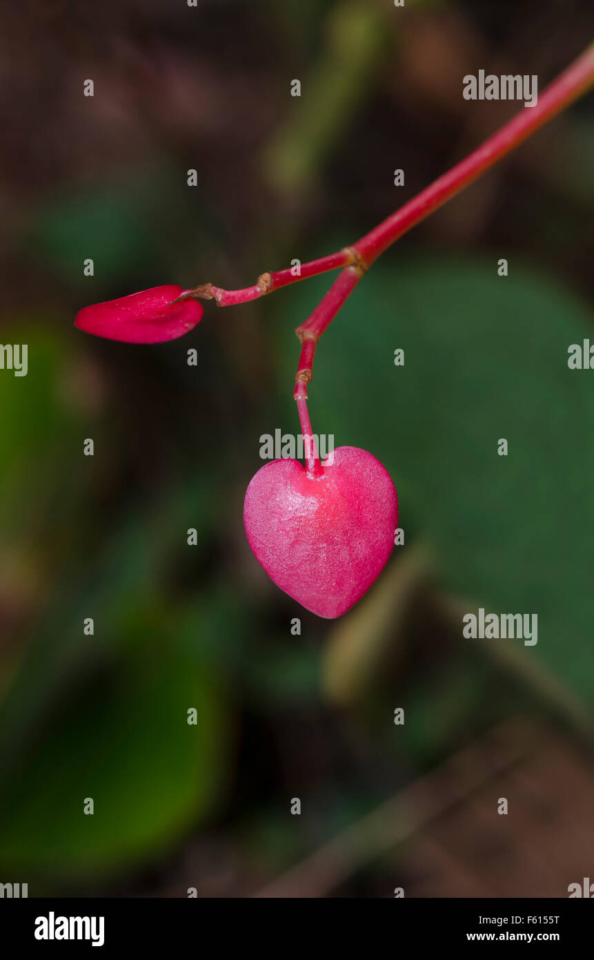 Heart leaf hi-res stock photography and images - Alamy