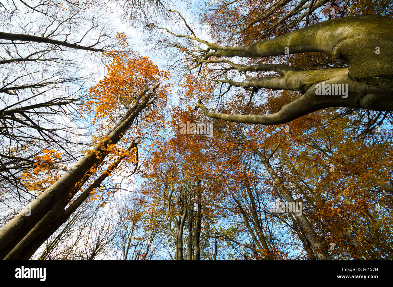 landscape and colors of autumn in Liguria Stock Photo - Alamy