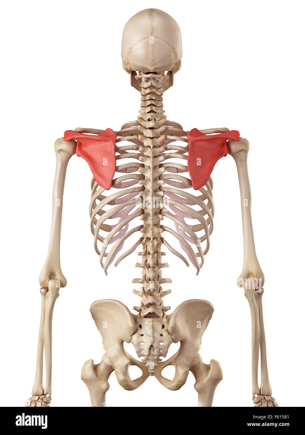 medical accurate illustration of the scapula Stock Photo - Alamy