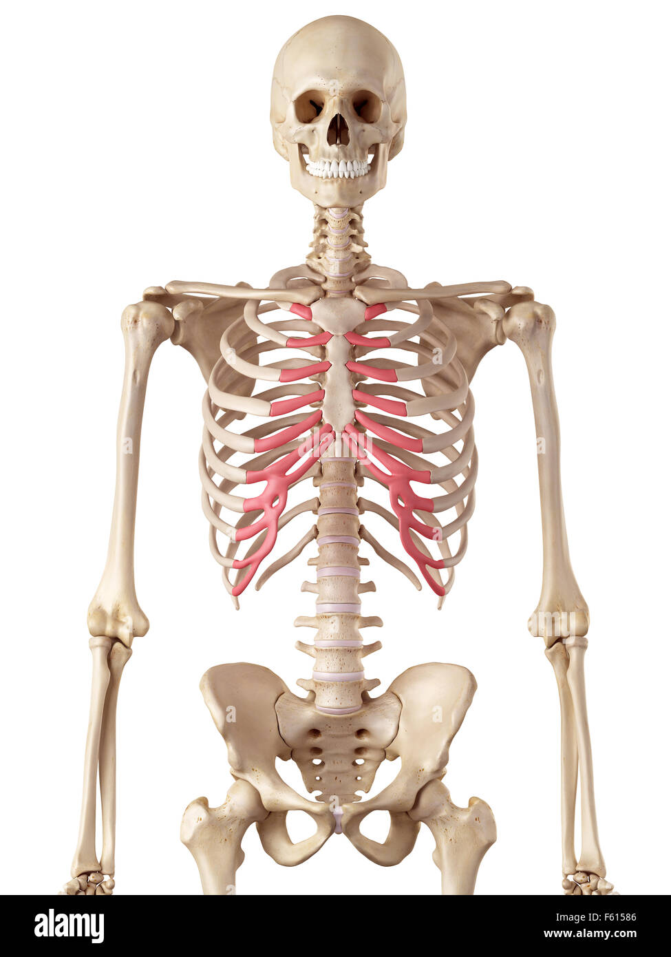 medical accurate illustration of the cartilage Stock Photo - Alamy