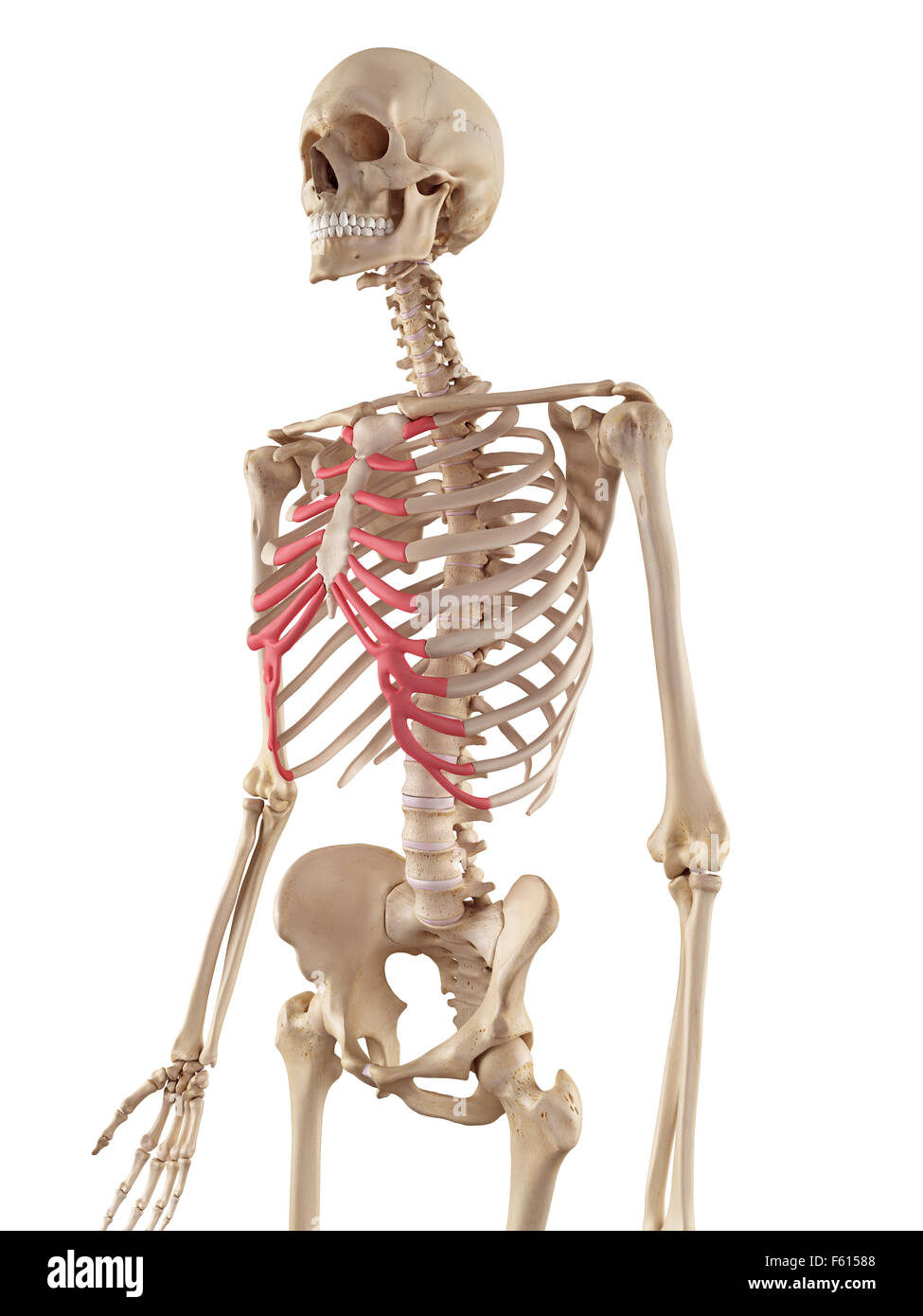 medical accurate illustration of the cartilage Stock Photo - Alamy