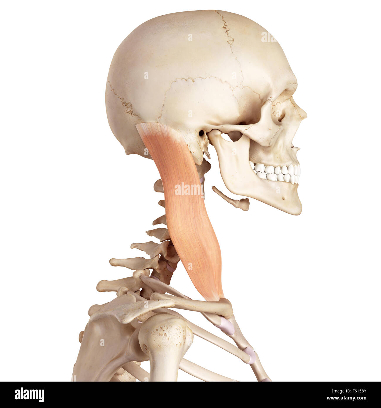 Sternocleidomastoid muscle hi-res stock photography and images - Alamy