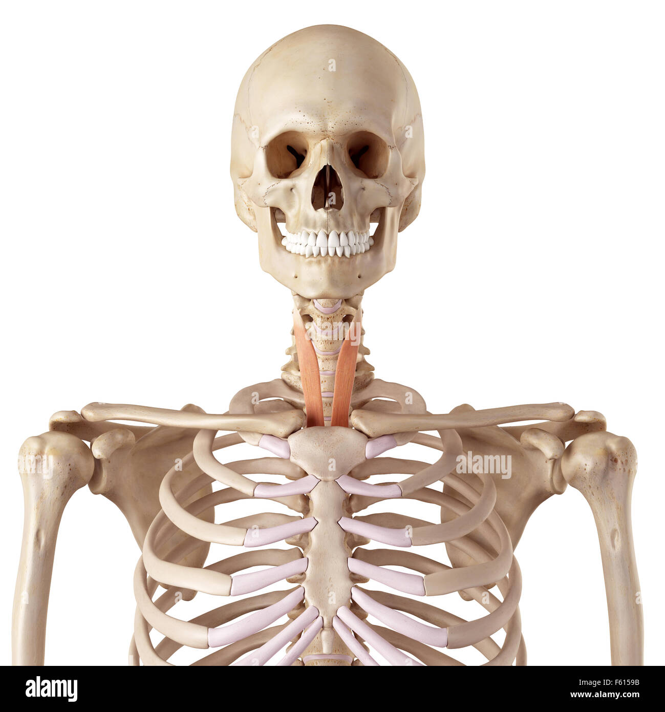 Sternothyroid muscle hi-res stock photography and images - Alamy