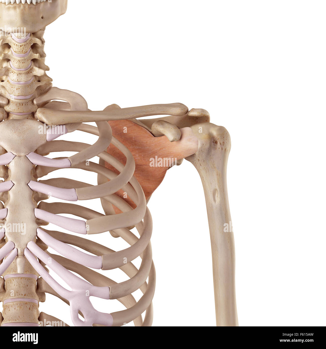 Subscapularis High Resolution Stock Photography and Images - Alamy