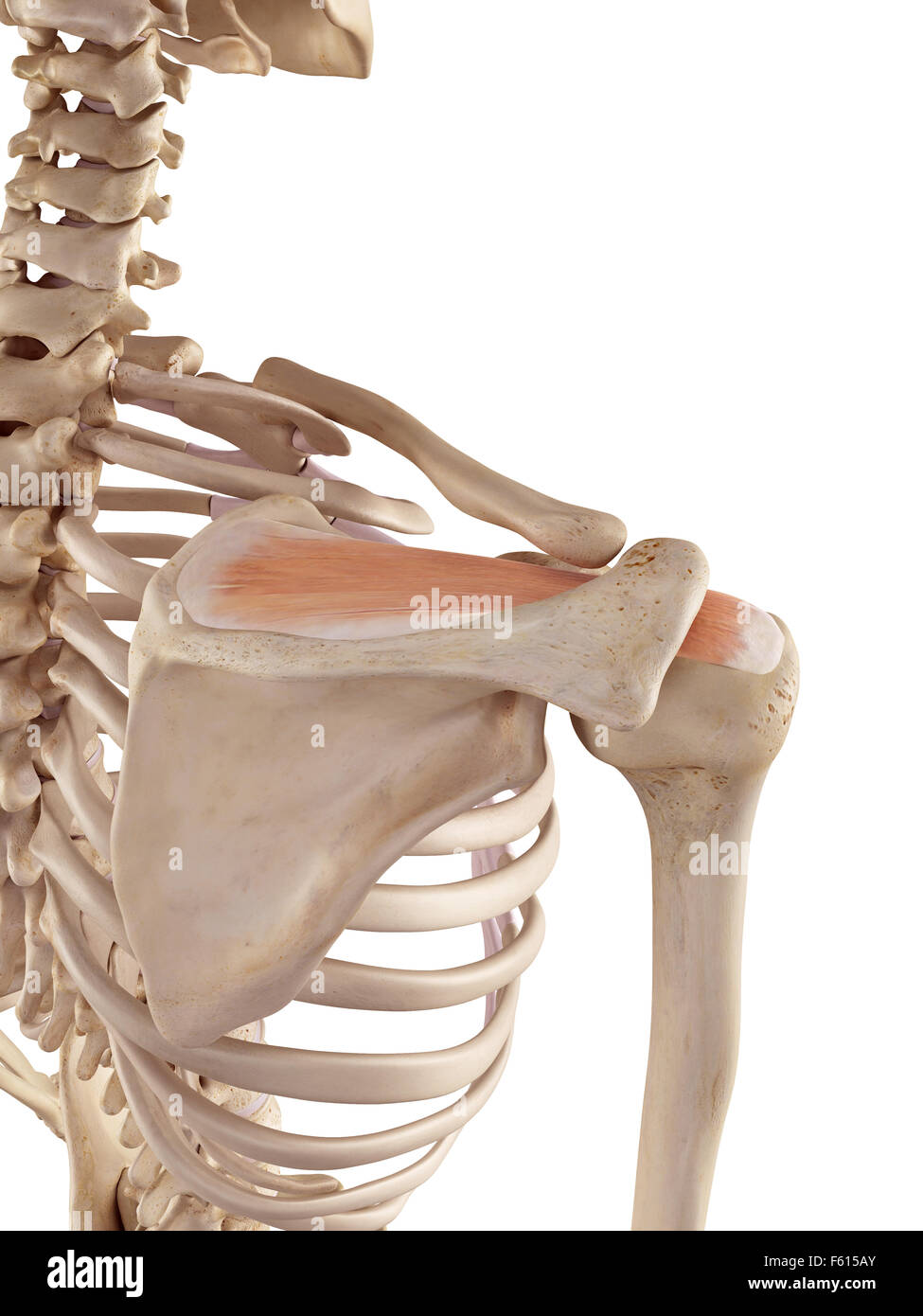 Supraspinatus High Resolution Stock Photography and Images - Alamy