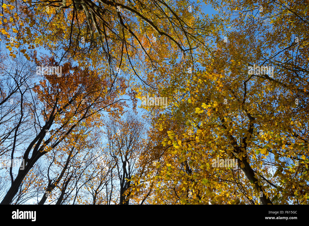 landscape and colors of autumn in Liguria Stock Photo - Alamy