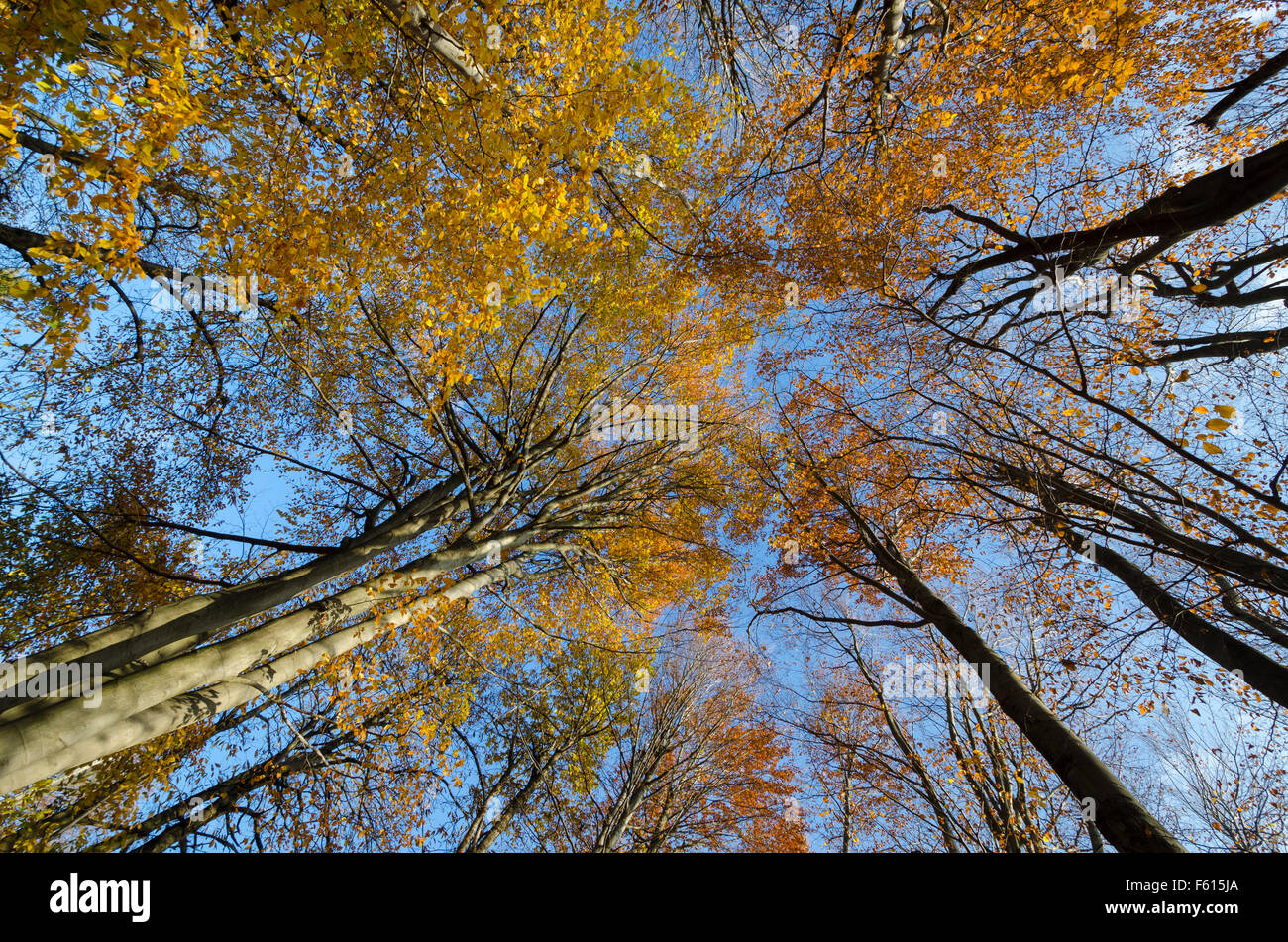 landscape and colors of autumn in Liguria Stock Photo - Alamy