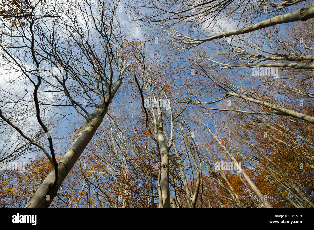 landscape and colors of autumn in Liguria Stock Photo - Alamy