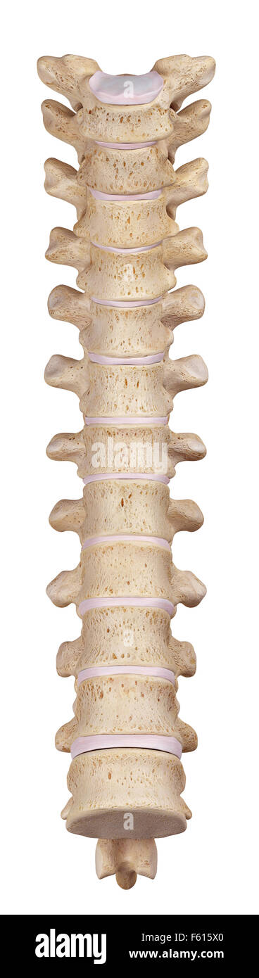 Thoracic vertebrae anatomy hi-res stock photography and images - Alamy