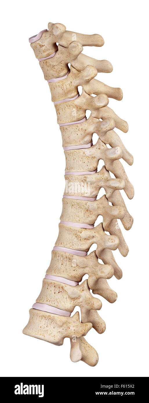 Thoracic spine hi-res stock photography and images - Alamy