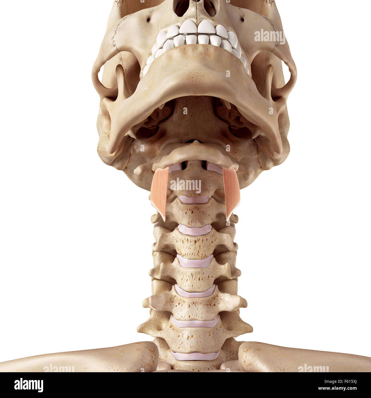 Thyrohyoid muscle hi-res stock photography and images - Alamy