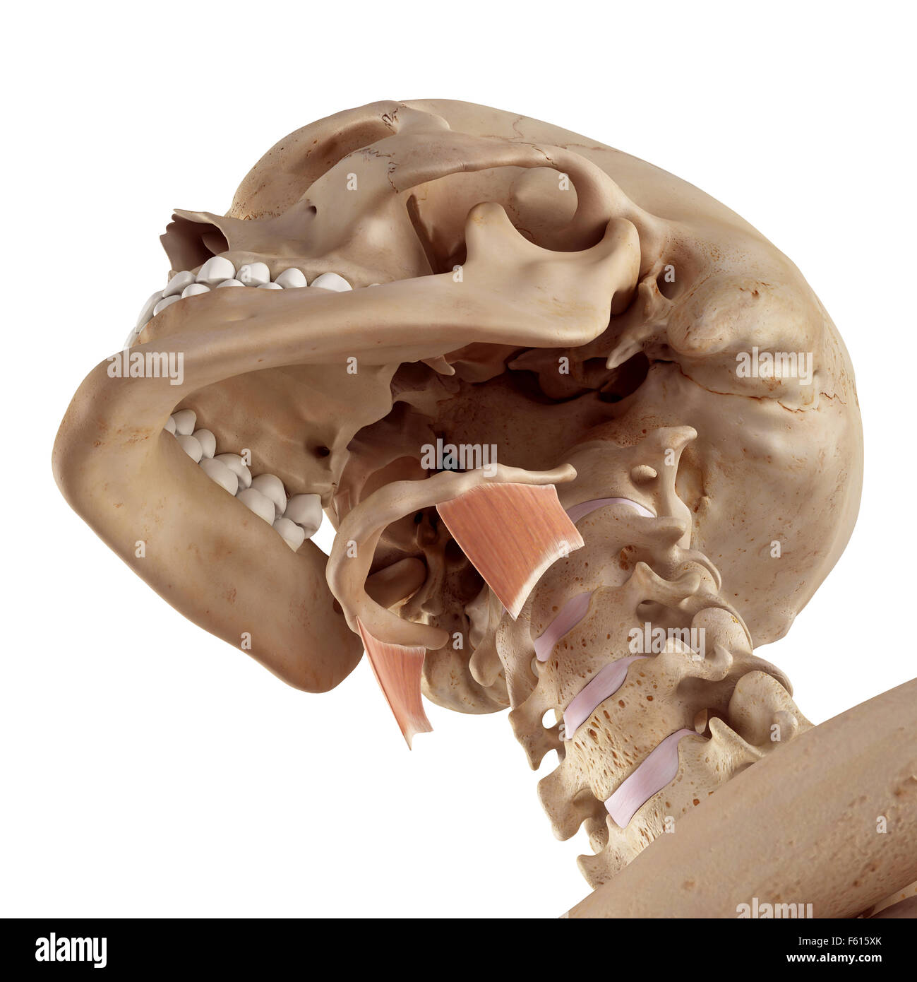 Thyrohyoid hi-res stock photography and images - Alamy