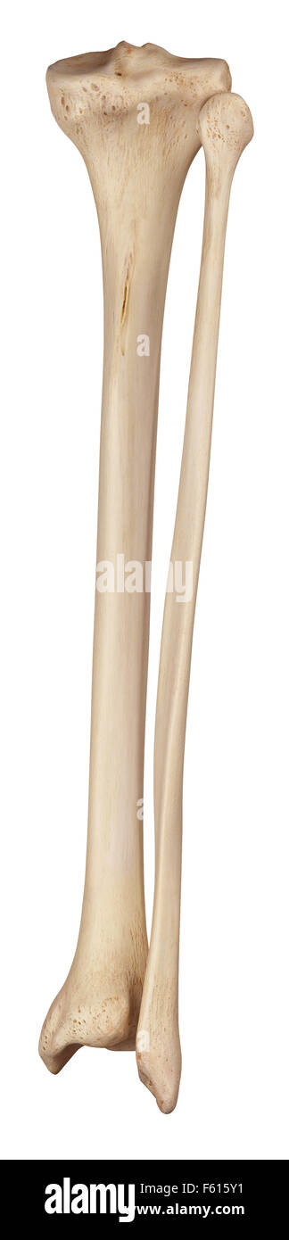 medically accurate illustration of the lower leg bones Stock Photo - Alamy