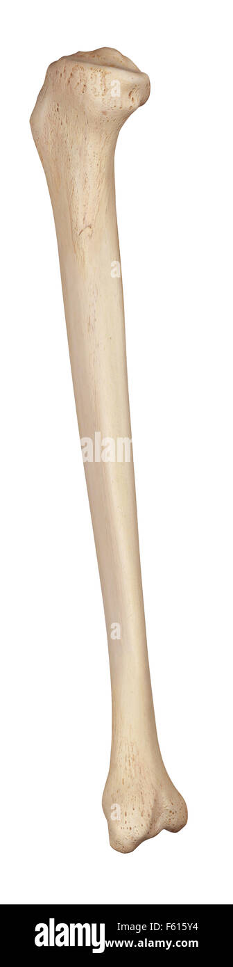 medically accurate illustration of the tibia Stock Photo - Alamy