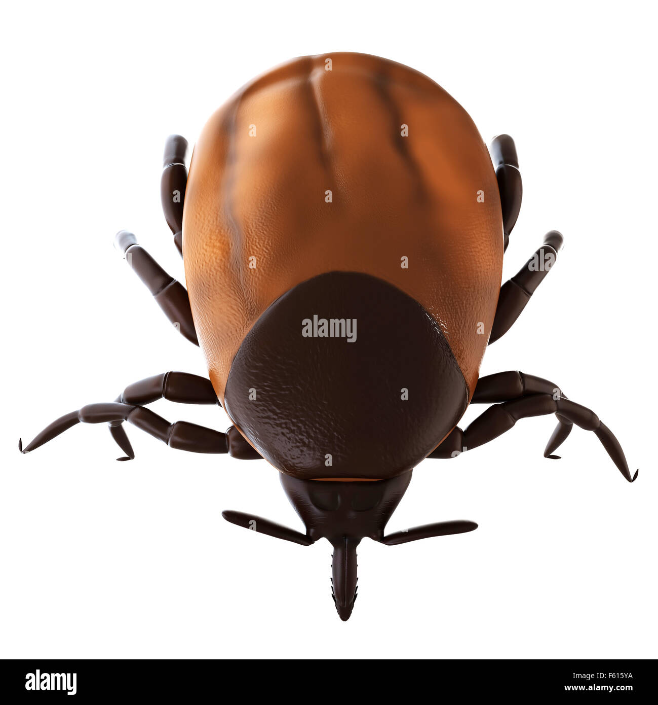 Tick insect anatomy hi-res stock photography and images - Alamy