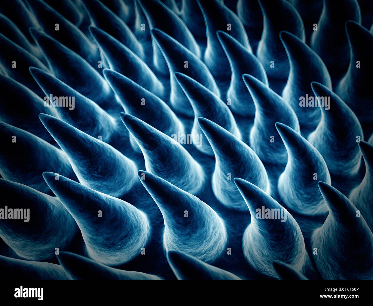 Surface human tongue filiform papillae hi-res stock photography and ...