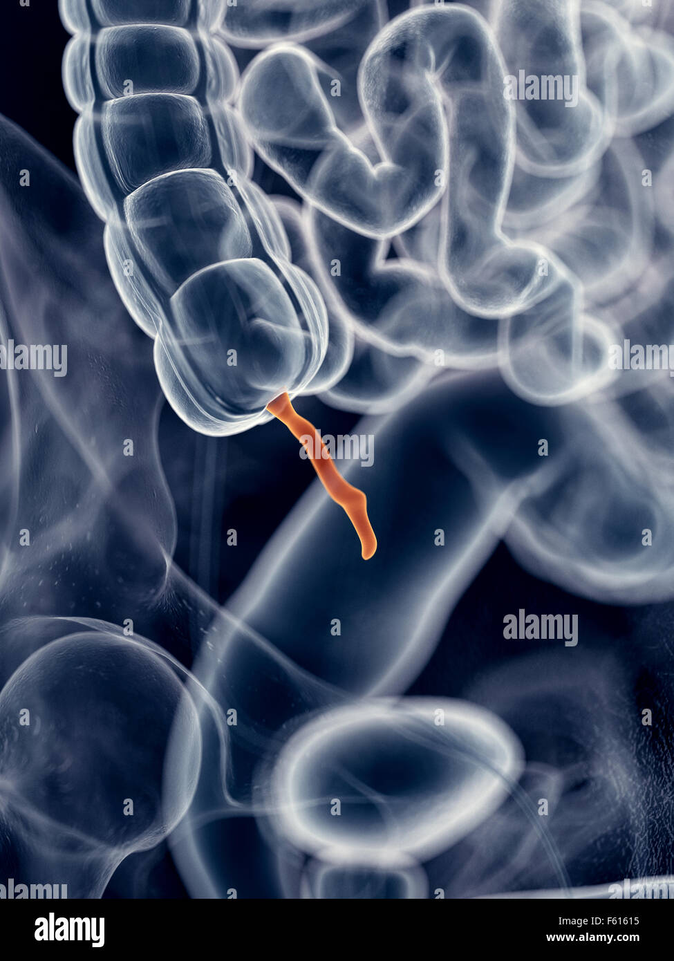 medically accurate illustration of the appendix Stock Photo - Alamy