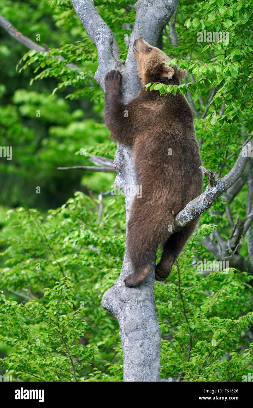 Animals that climb trees hi-res stock photography and images - Alamy