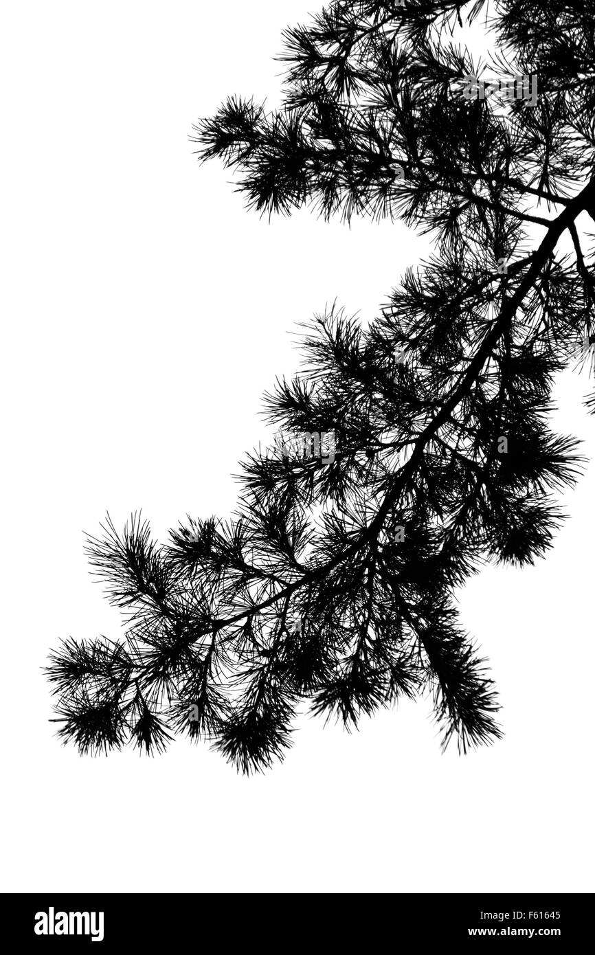 Silhouette of pine tree branch isolated on white Stock Photo - Alamy
