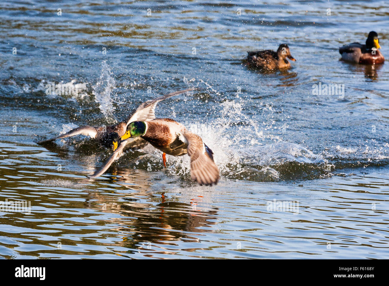 Mallard ducks, males and females on water, one male attacking another ...