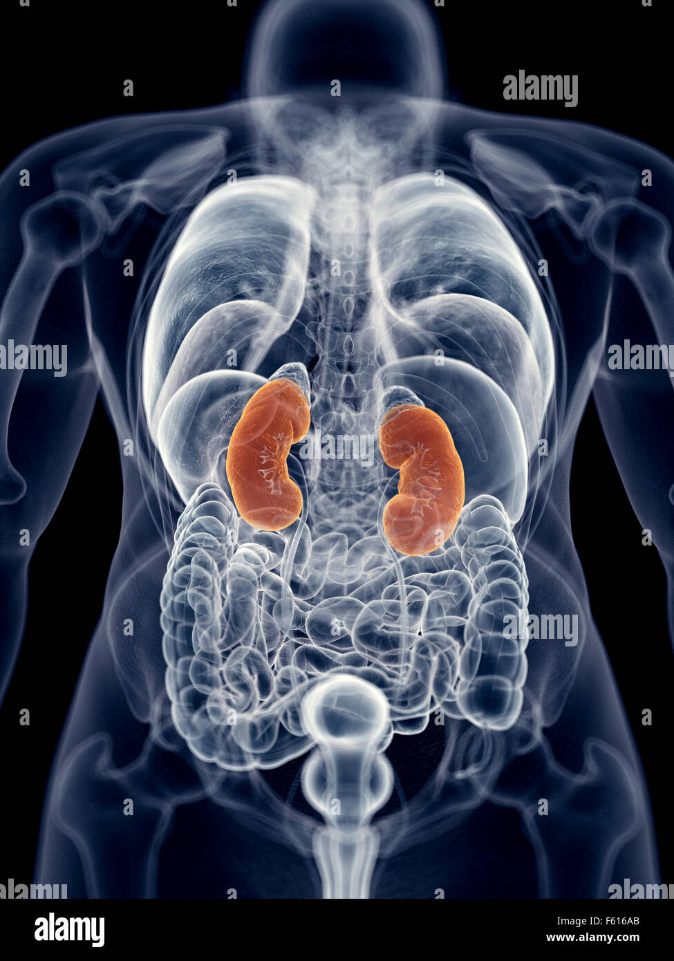 Anatomy of kidney hi-res stock photography and images - Alamy
